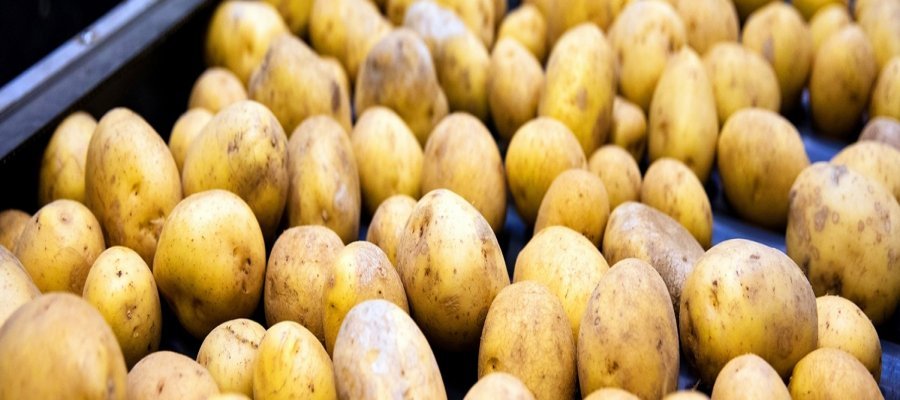 Potato & Potato Products | Food Processing | Kersia UK