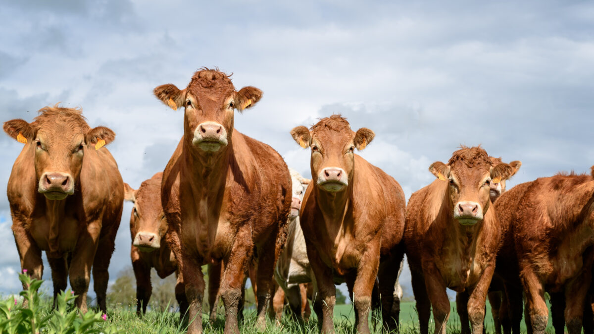 Kersia UK & Ireland: Farm Hygiene Products
