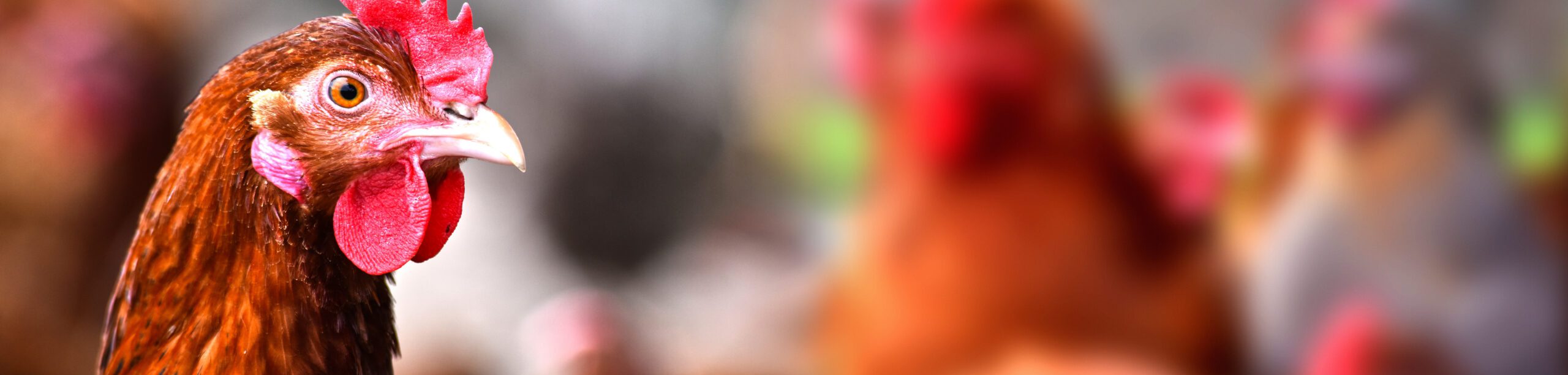 Organic Poultry Hygiene Products - Kersia Farm Hygiene