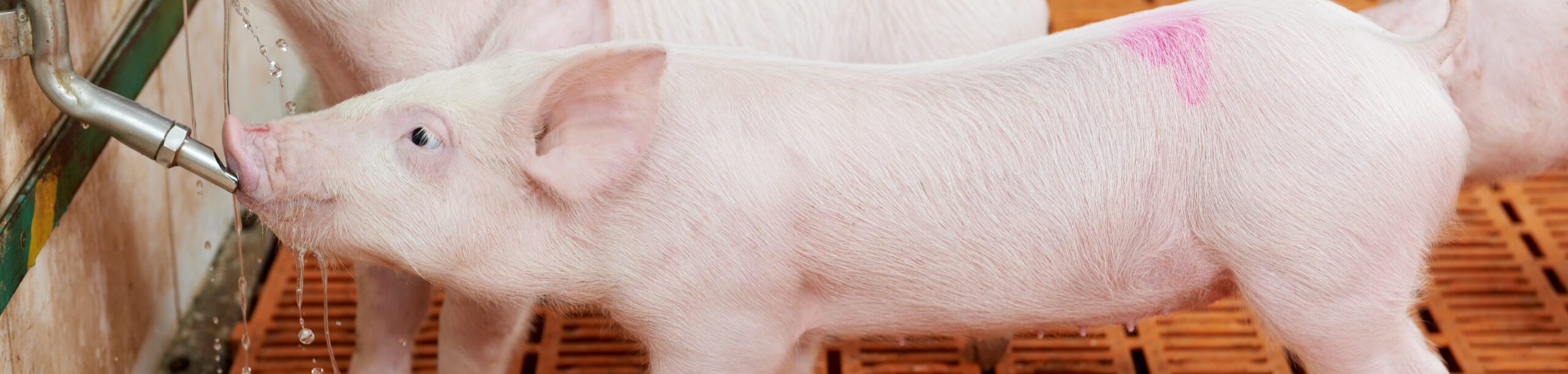 Farrow to Finish Hygiene Products - Kersia Farm Hygiene