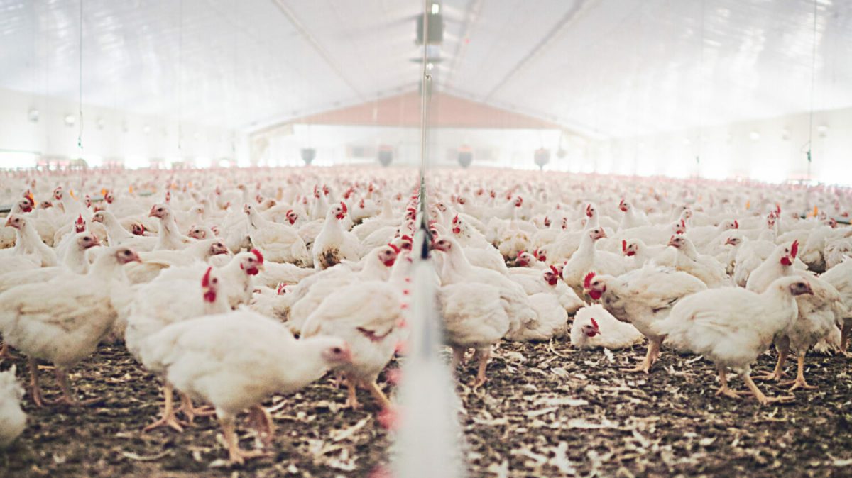 Speciality Poultry Hygiene Products - Kersia Farm Hygiene
