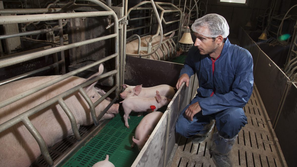 Hygiene Products for Pig Farms - Kersia Farm Hygiene