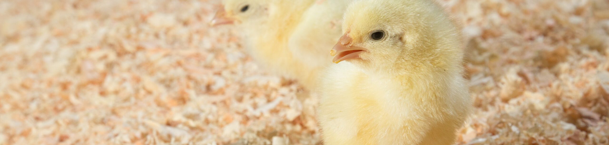 Poultry Bedding Hygiene Products - Kersia Farm Hygiene