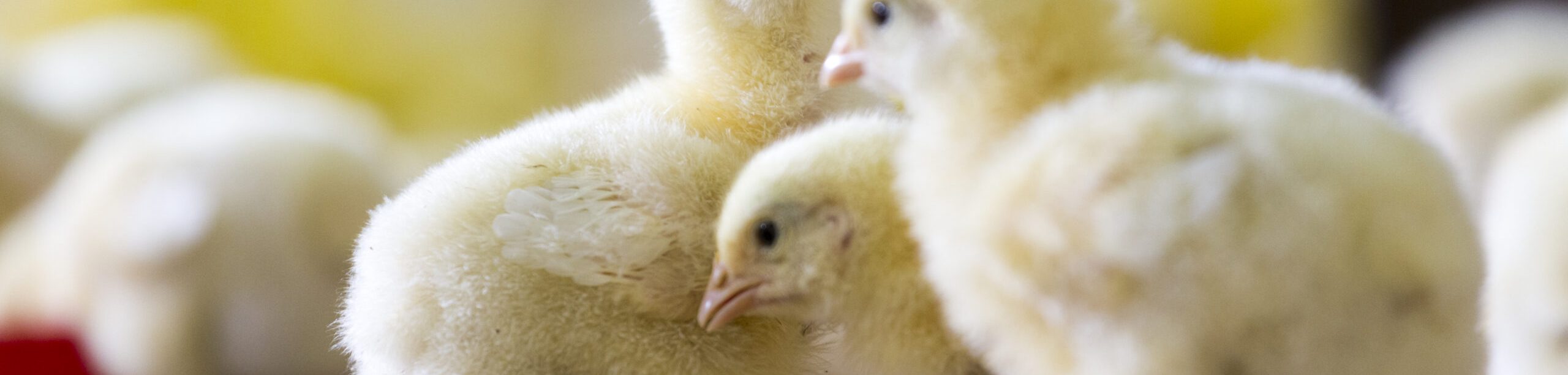 Poultry Feed and Drinking Hygiene - Kersia Farm Hygiene