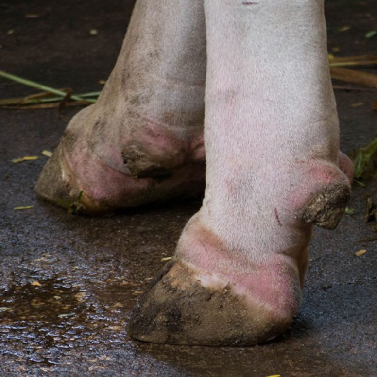 Hoof Care Products for Livestock - Kersia Farm Hygiene